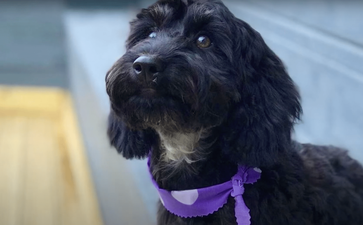 Doxiepoo Dog Breed Information & Characteristics