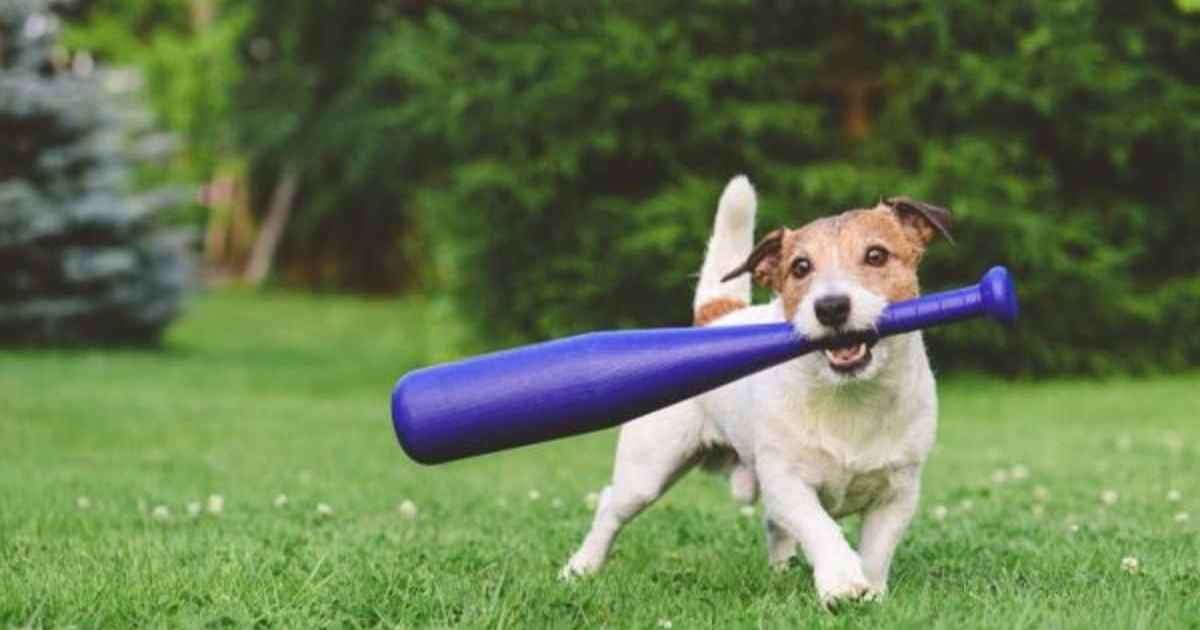 Shelter Organizes Baseball-Themed Event in New Jersey