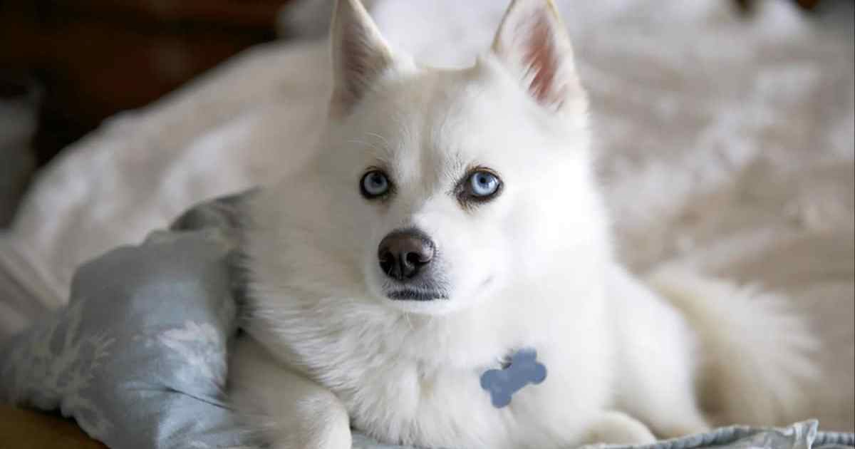 Dog on the Road to Recovery After Being Shot in New York