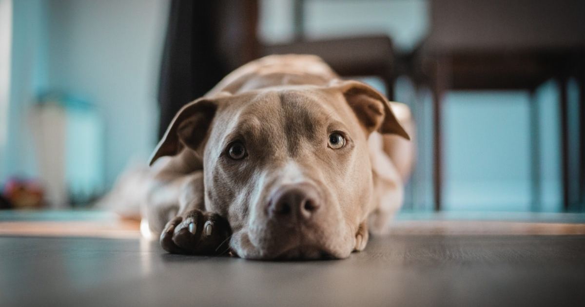 Texas Dog Shot in the Face Looking for Forever Home
