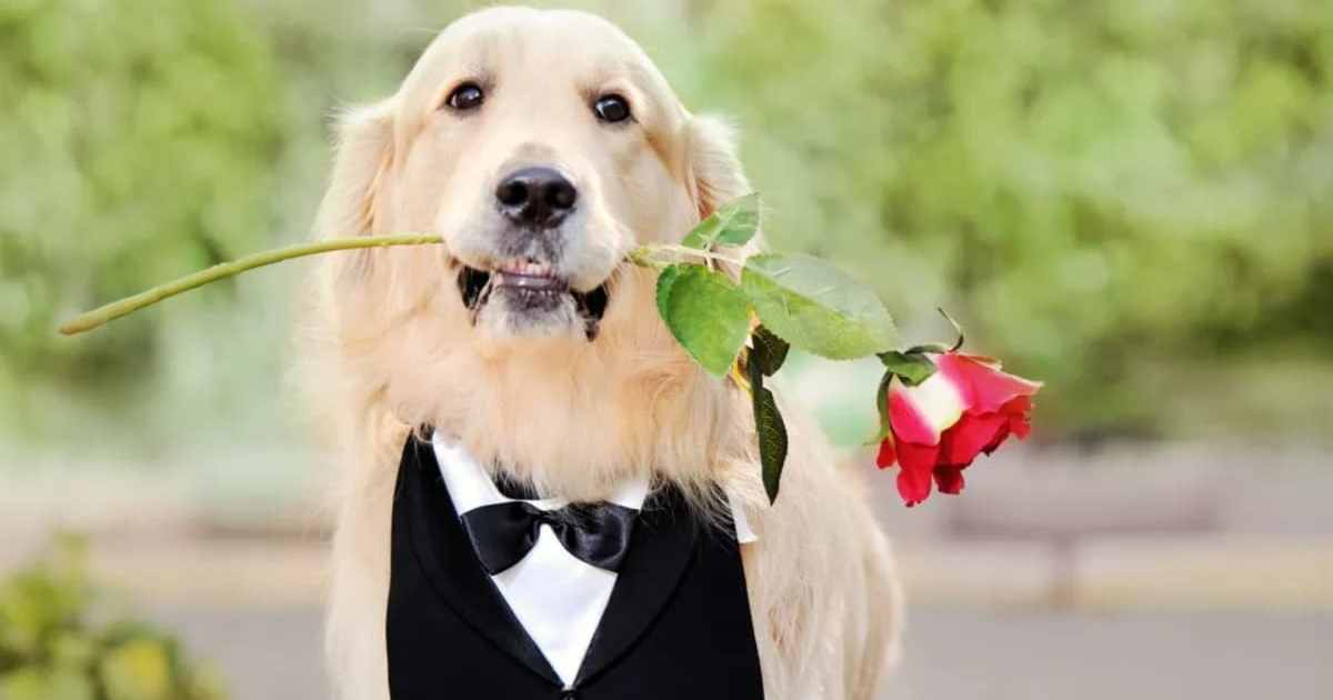 Golden Retriever Steals the Show as Wedding Ring Bearer