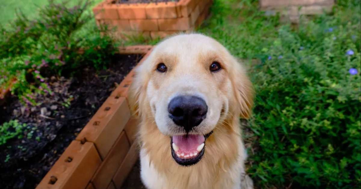Guide Dog Retires After Fathering More Than 300 Puppies