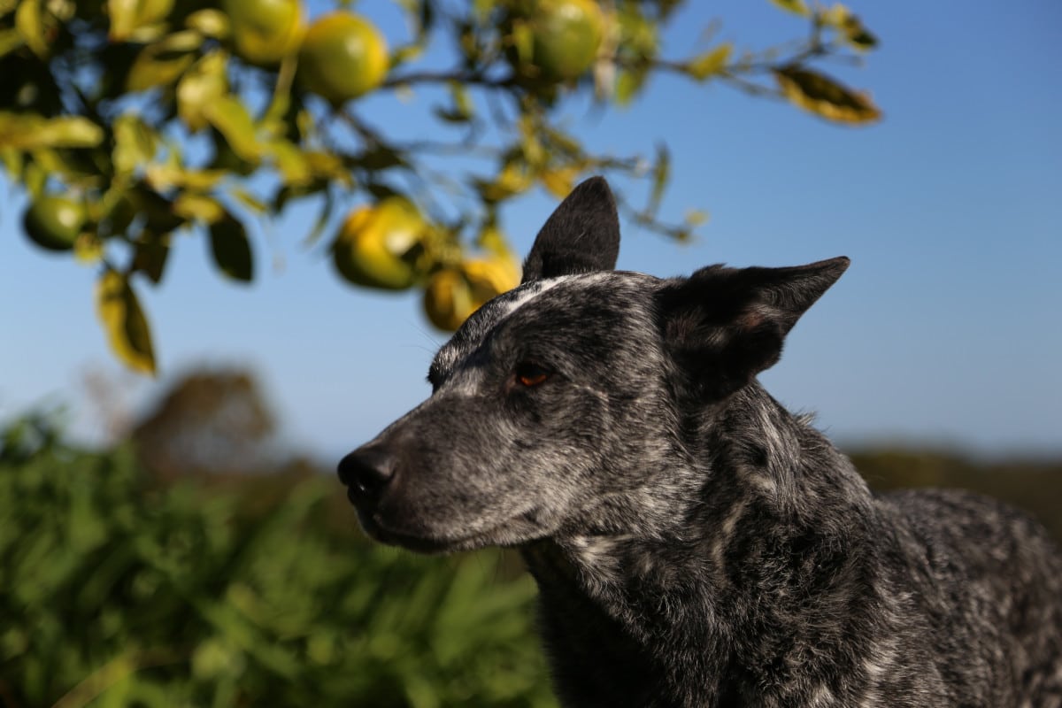 Australian Stumpy Tail Cattle Dog Information & Characteristics