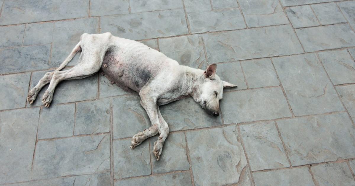 Dog Starved to Death in Michigan, Woman Faces Charges