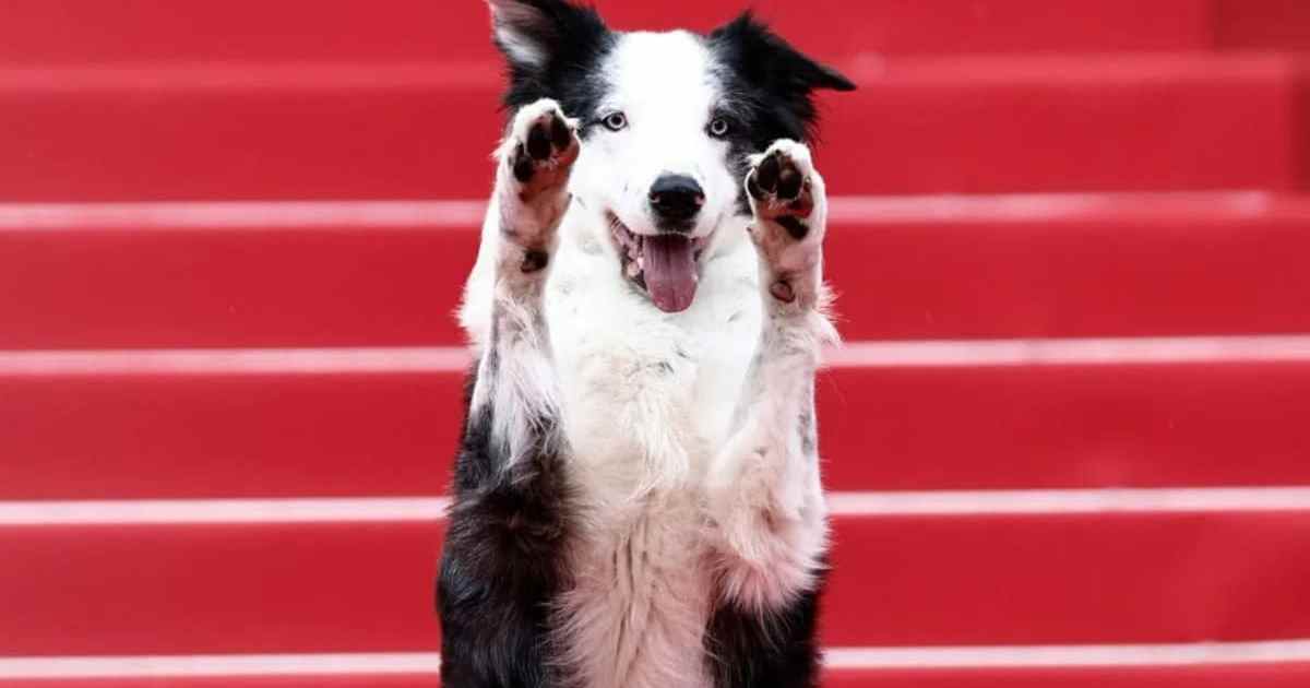 Dog 'Messi' Wins Hearts on Cannes Film Festival 2024 Red Carpet
