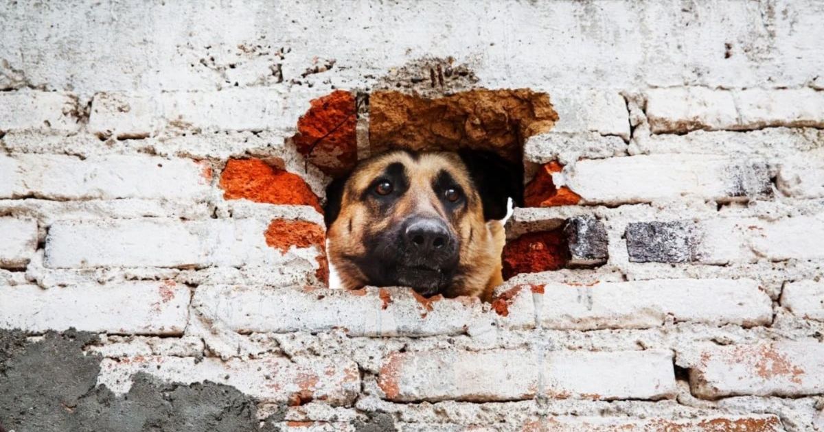 Firefighters Rescue Dog Stuck in Wall in California Home