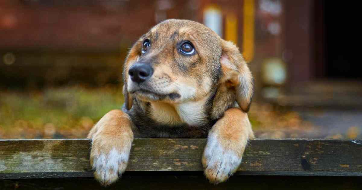 'Puppy-Dog Eyes' Didn't Evolve Just for Humans, Study Shows