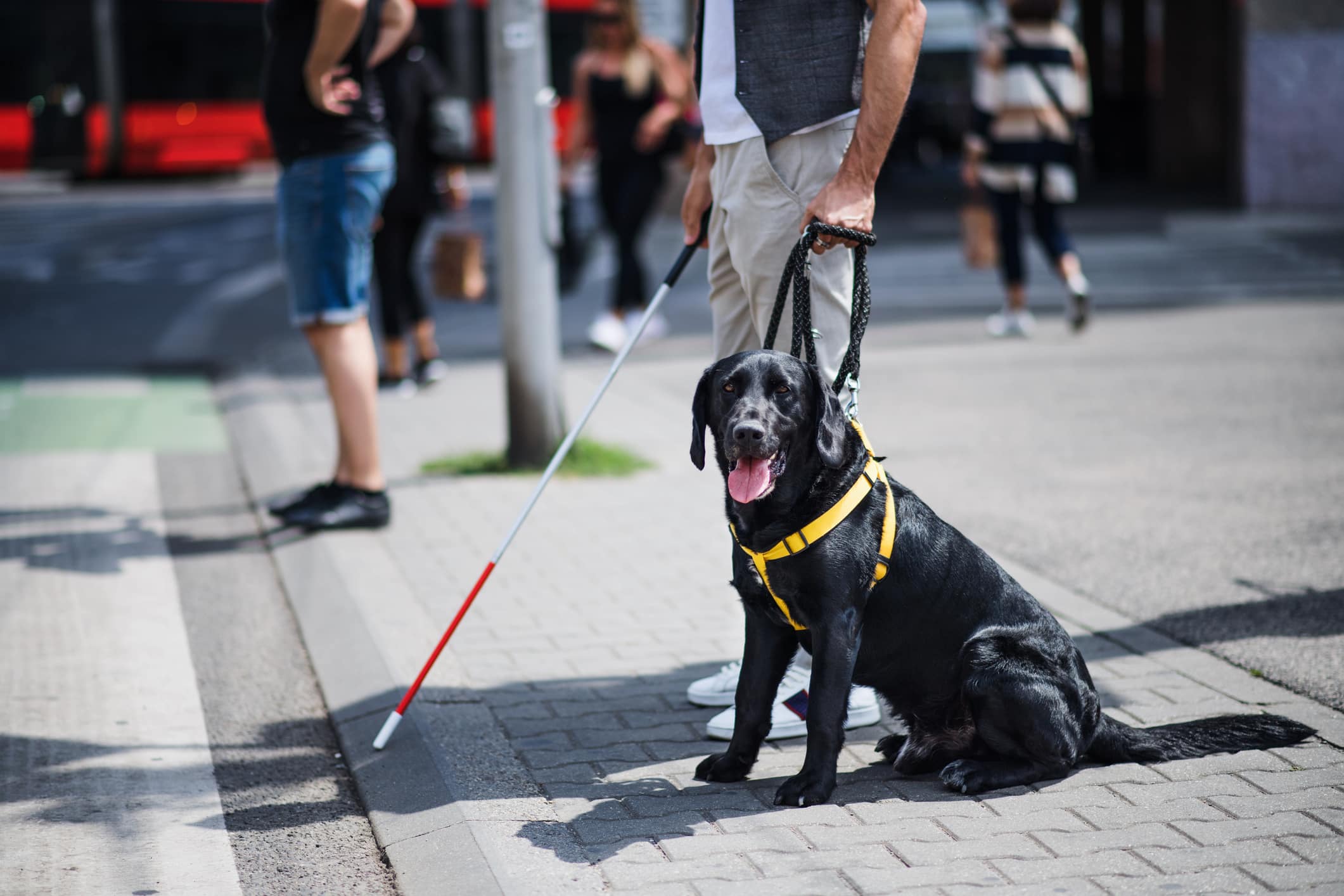 Types of Service Dogs: What They Do and How They Help