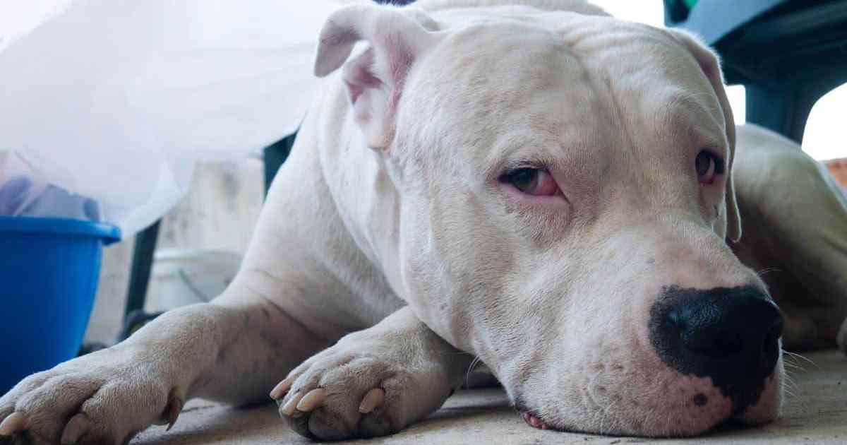 Emaciated Dog Found Dumped on Side of Ohio Road Dies