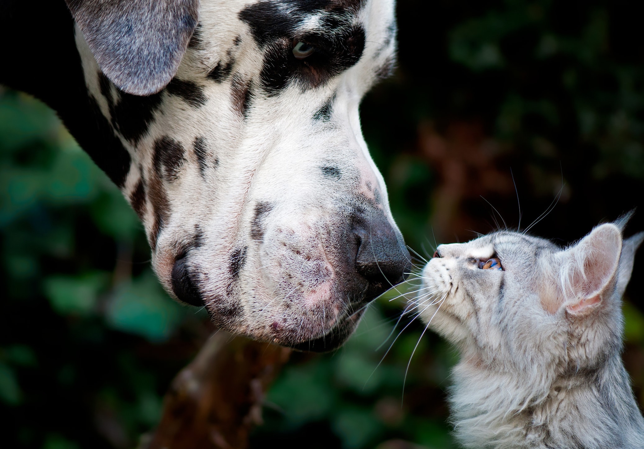 Cats vs Dogs: Reasons Why Dogs Are Better Than Cats
