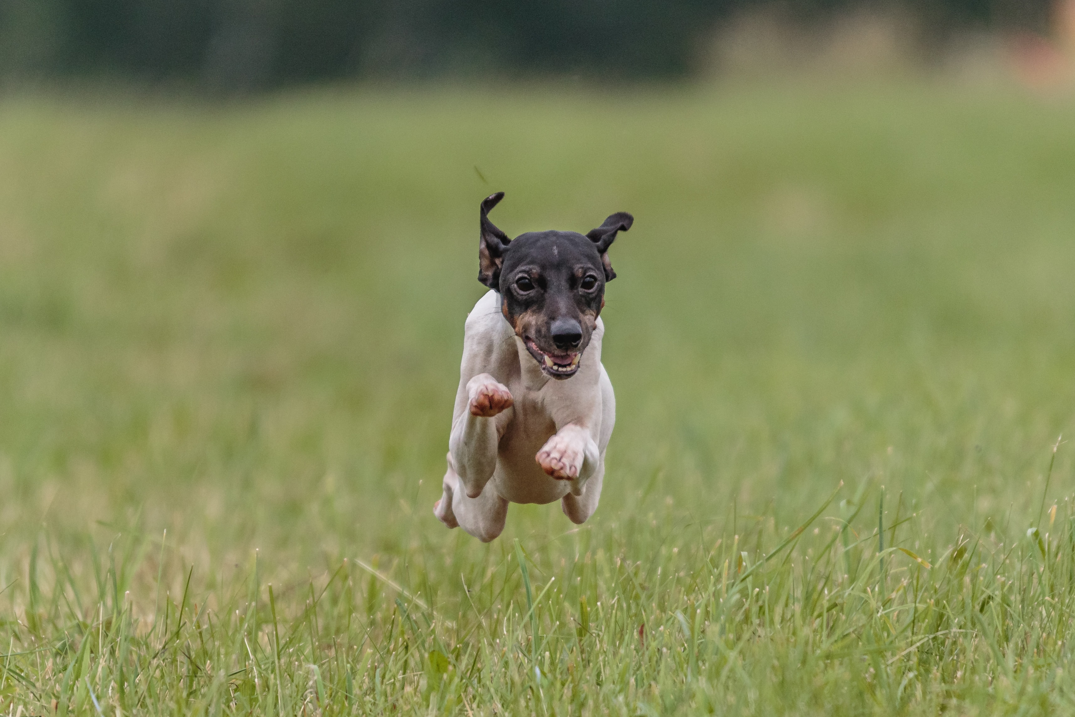Japanese Terrier Dog Breed Information & Characteristics