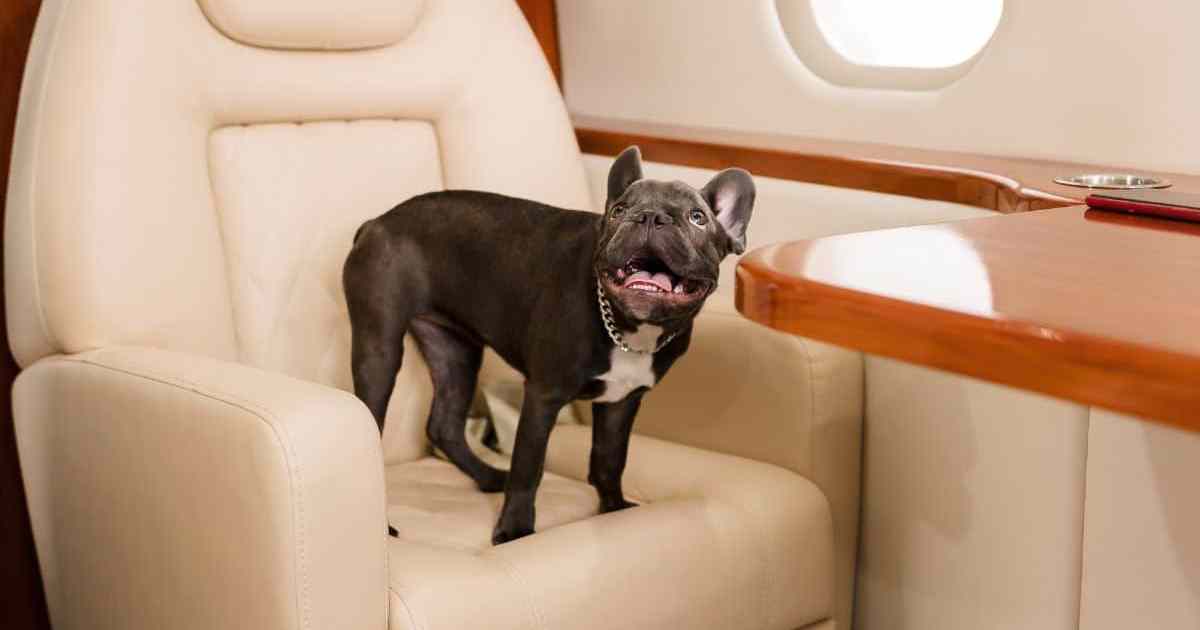 BARK Air Set To Take Its First Flight That Caters to Dogs