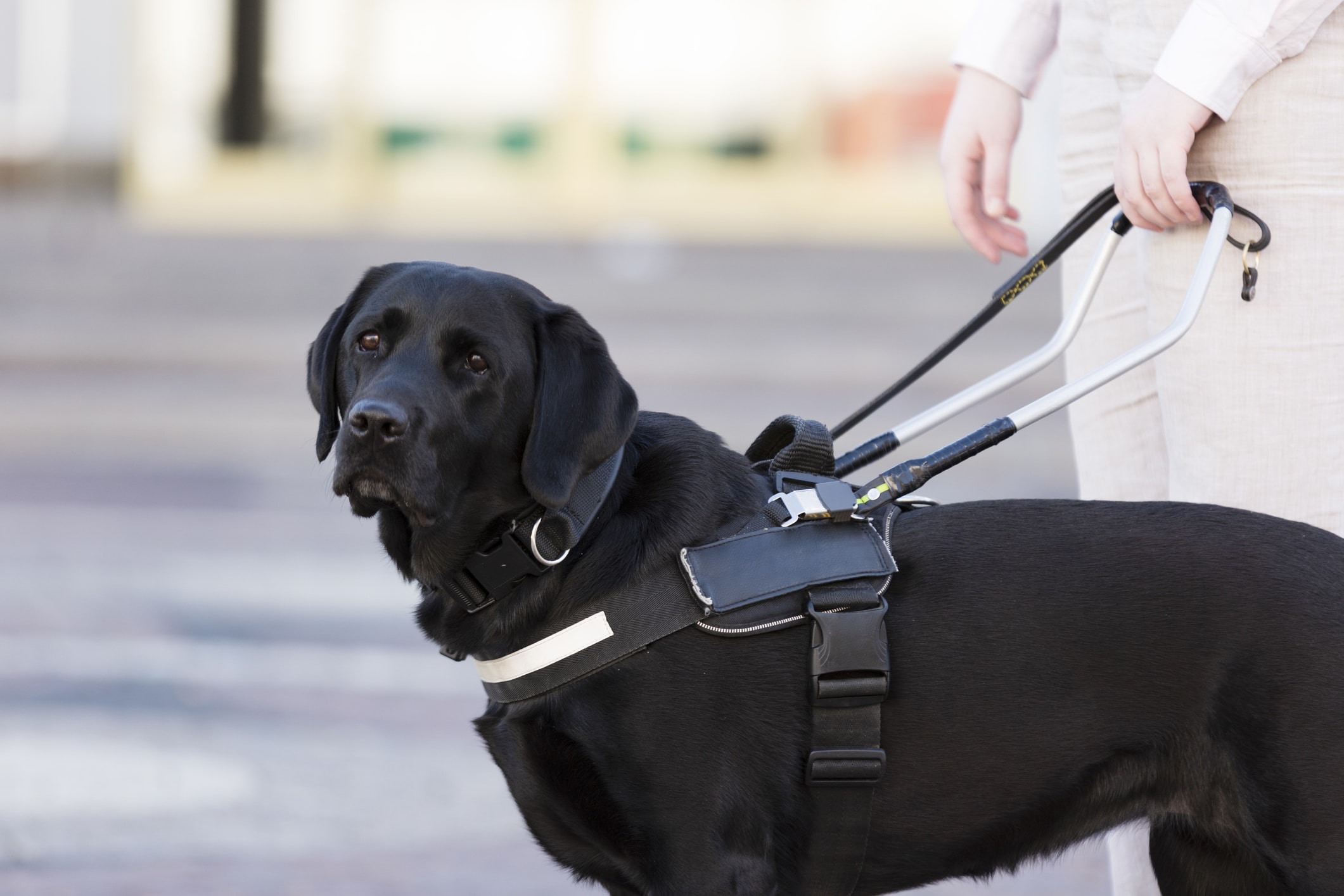 Types of Service Dogs: What They Do and How They Help