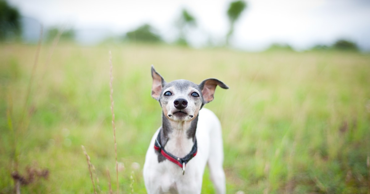 Japanese Terrier Dog Breed Information & Characteristics