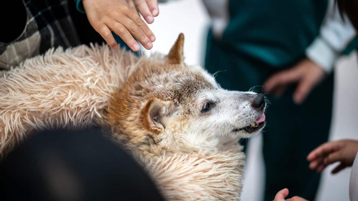 Dogecoin & Doge Meme Icon Shiba Inu 'Kabosu' Dies at 18