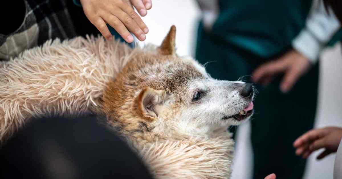 Dogecoin & Doge Meme Icon Shiba Inu 'Kabosu' Dies at 18