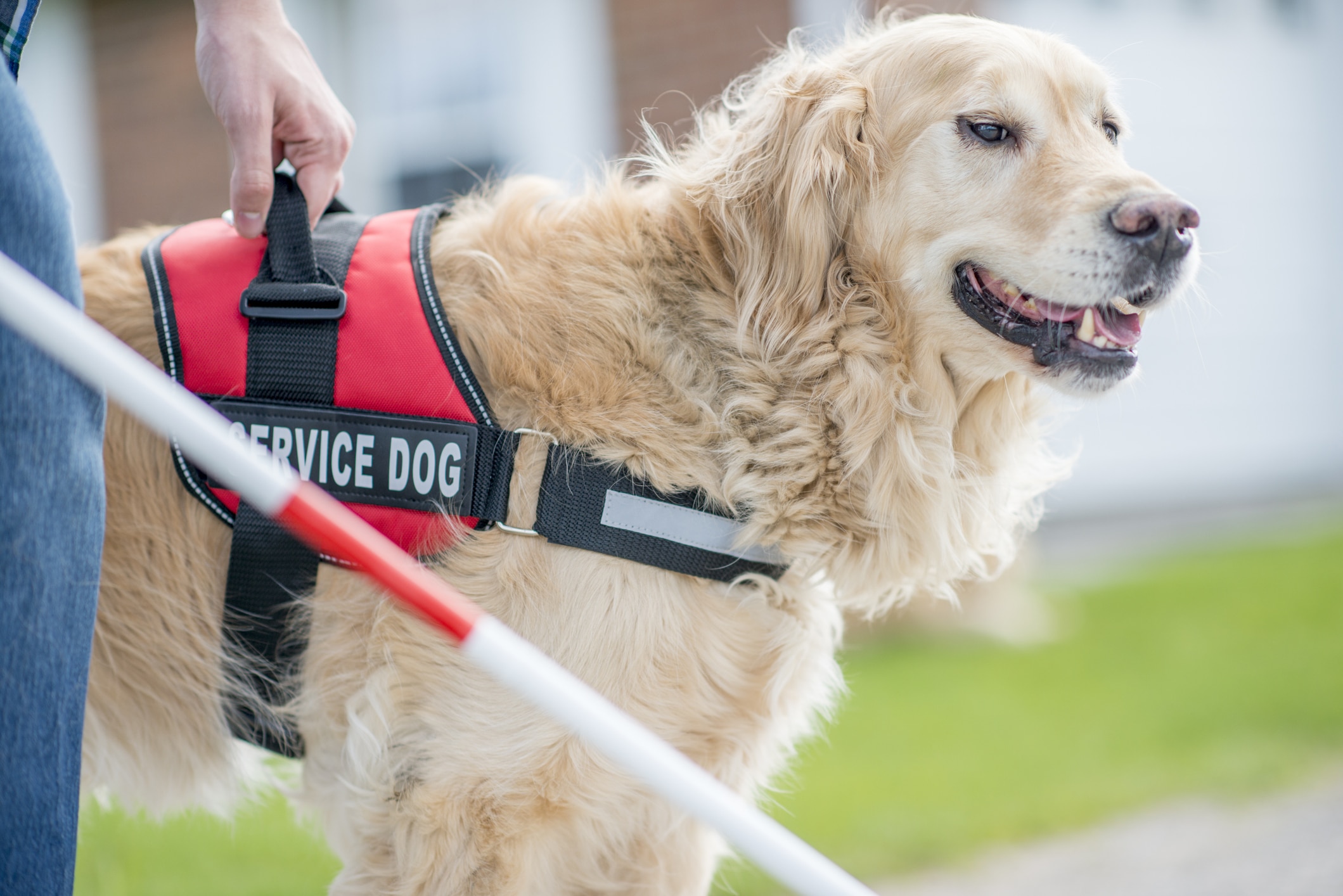 Types of Service Dogs: What They Do and How They Help