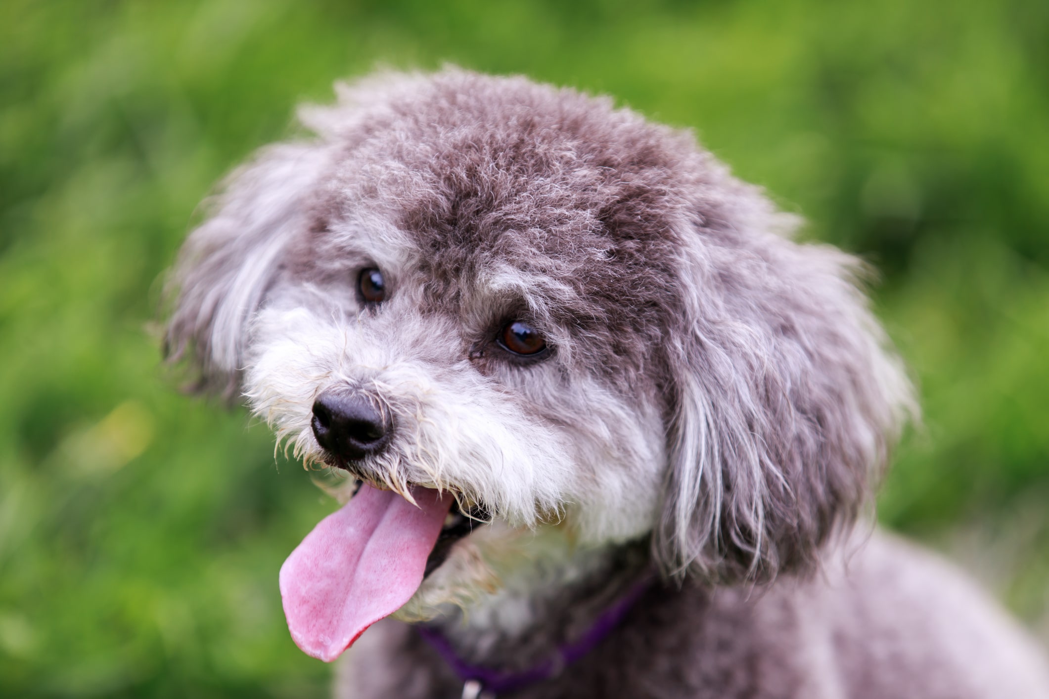 Schnoodle Puppy Pictures and Facts
