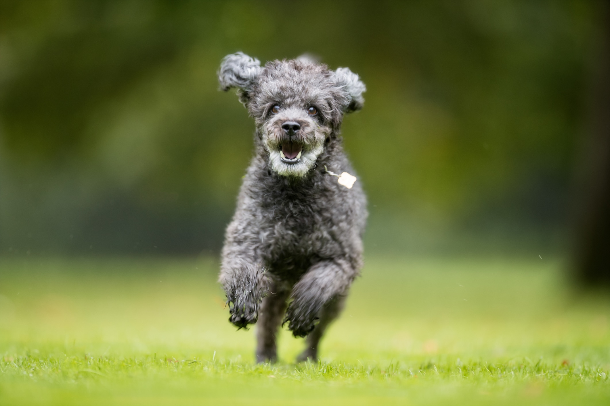 Schnoodle Puppy Pictures and Facts