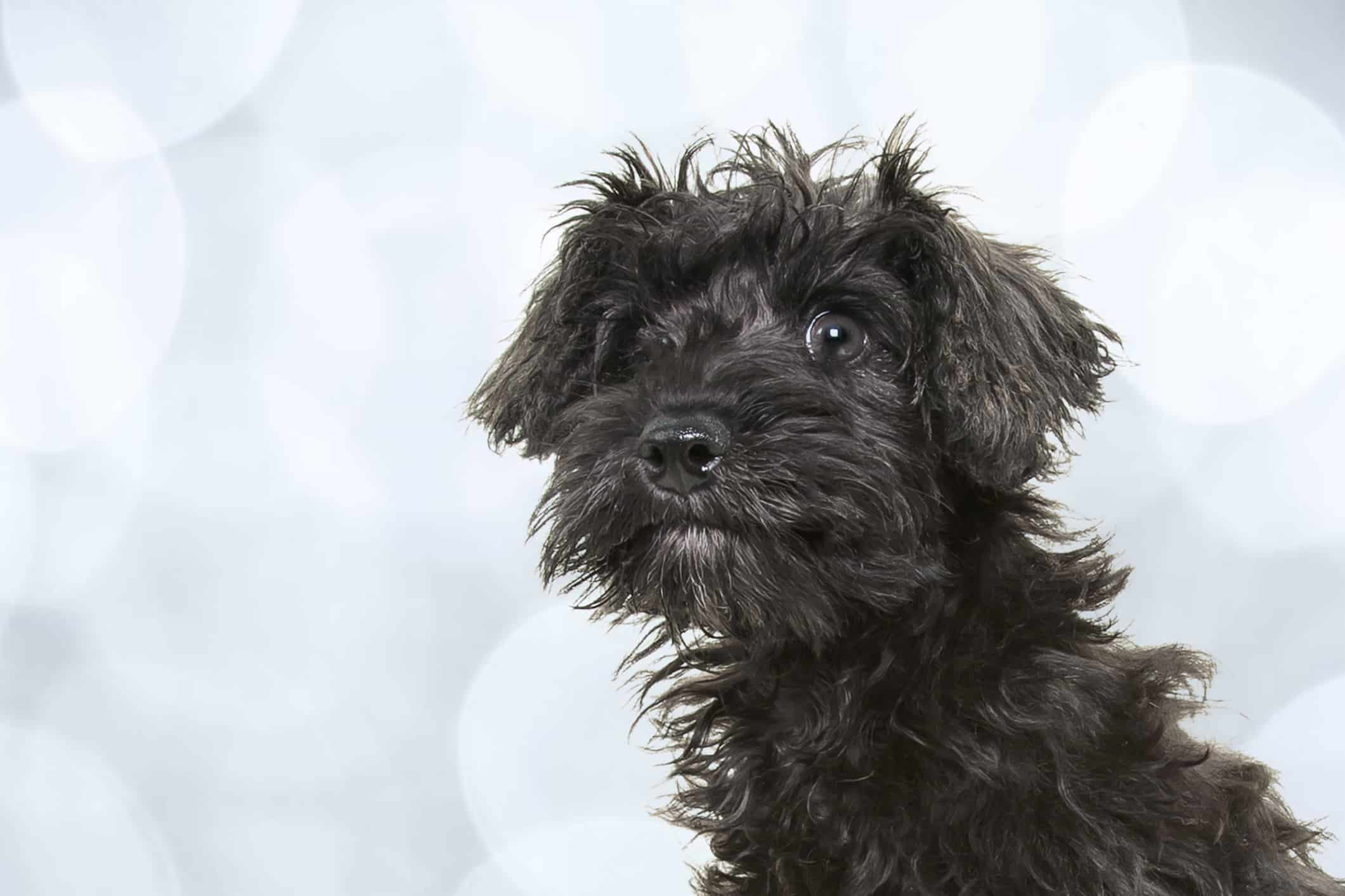 Schnoodle Puppy Pictures and Facts