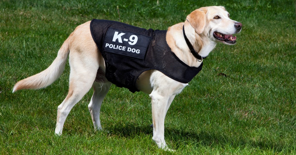 Police Dog Helps Track & Find Missing Woman in Colorado