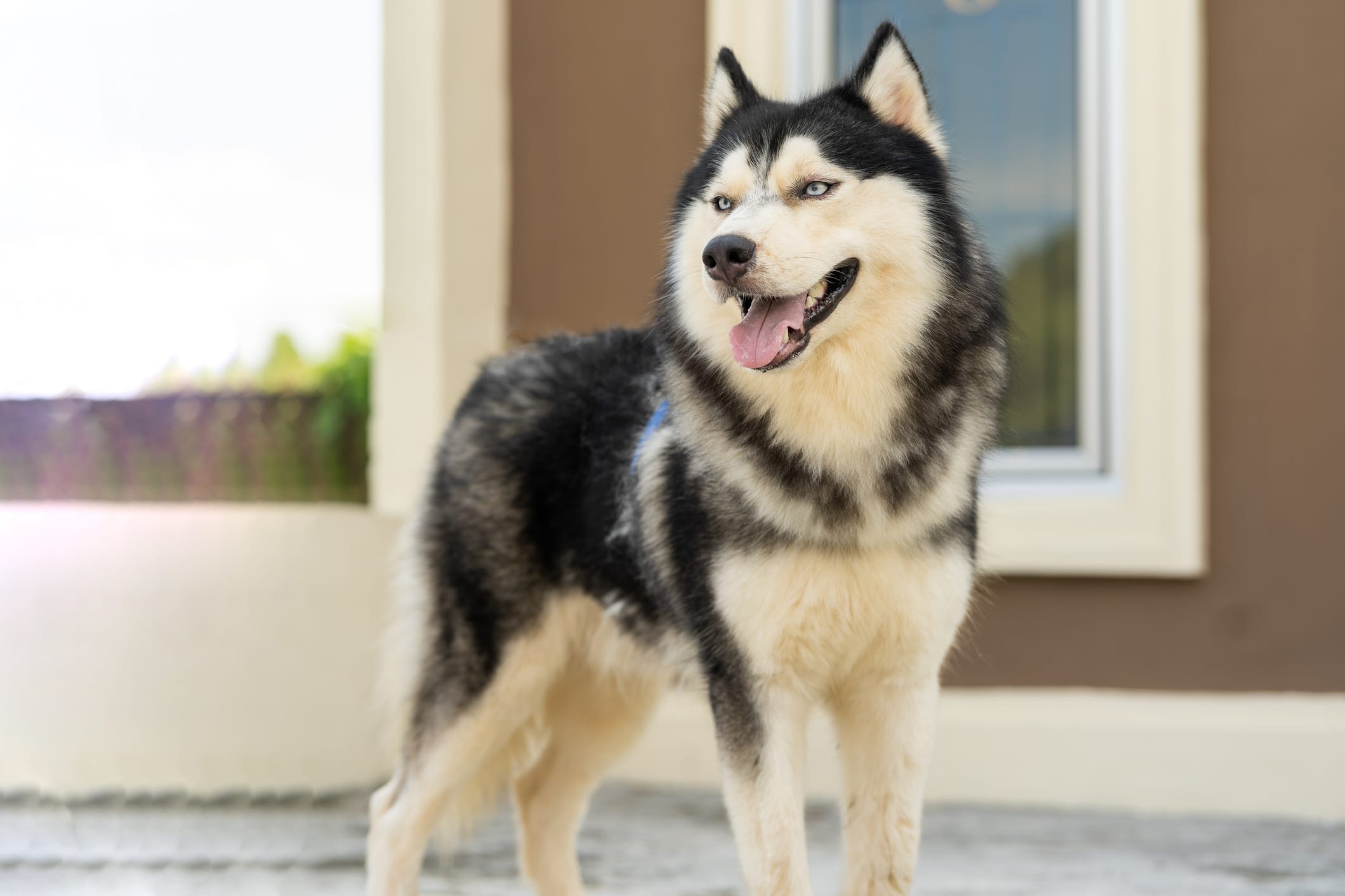 Wolf Dog Breeds: Hybrid, Wolf-Like Dogs for Lovers of Wolves
