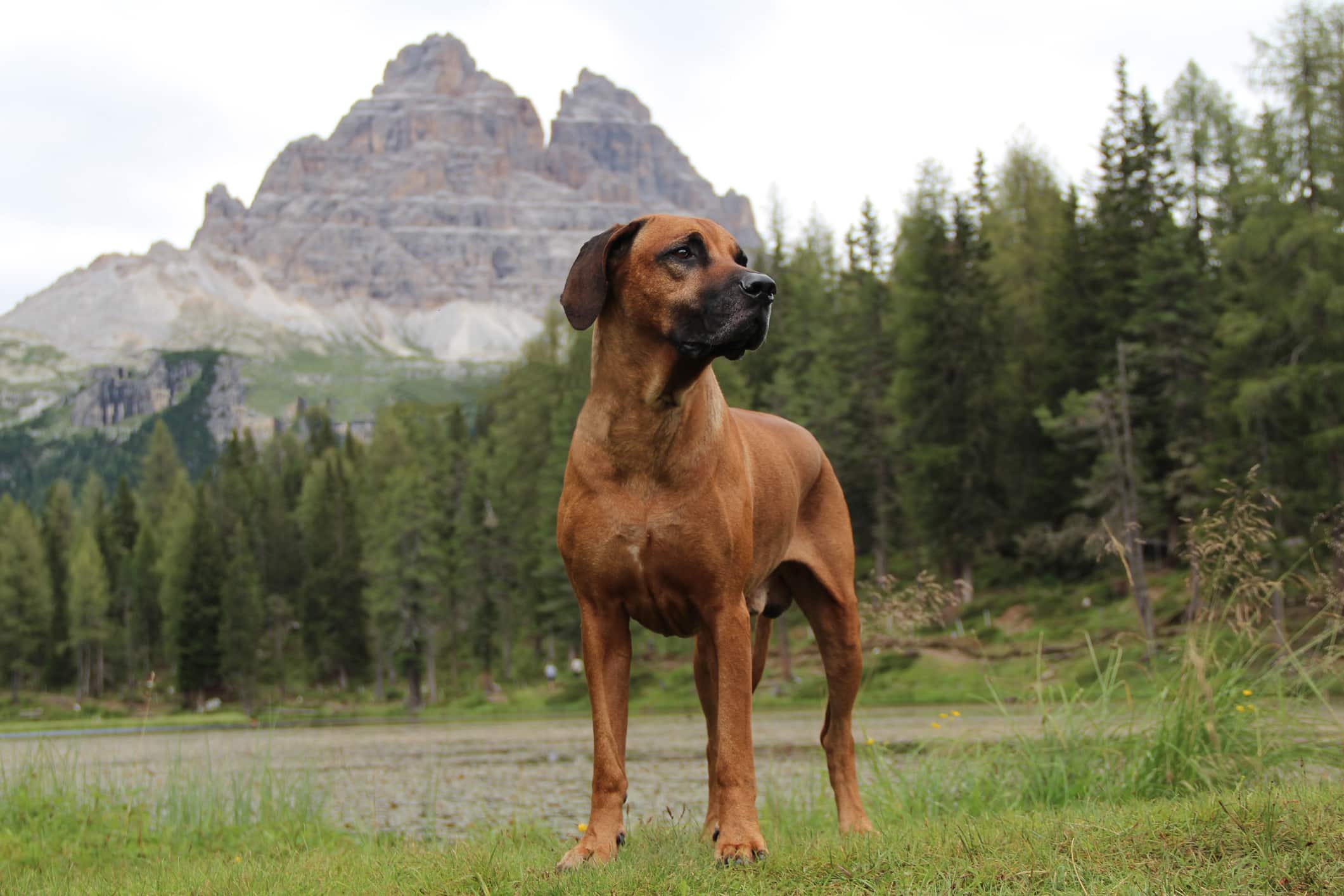 Hunting Dog Breeds: Good Sporting Dogs for Hunting All Game