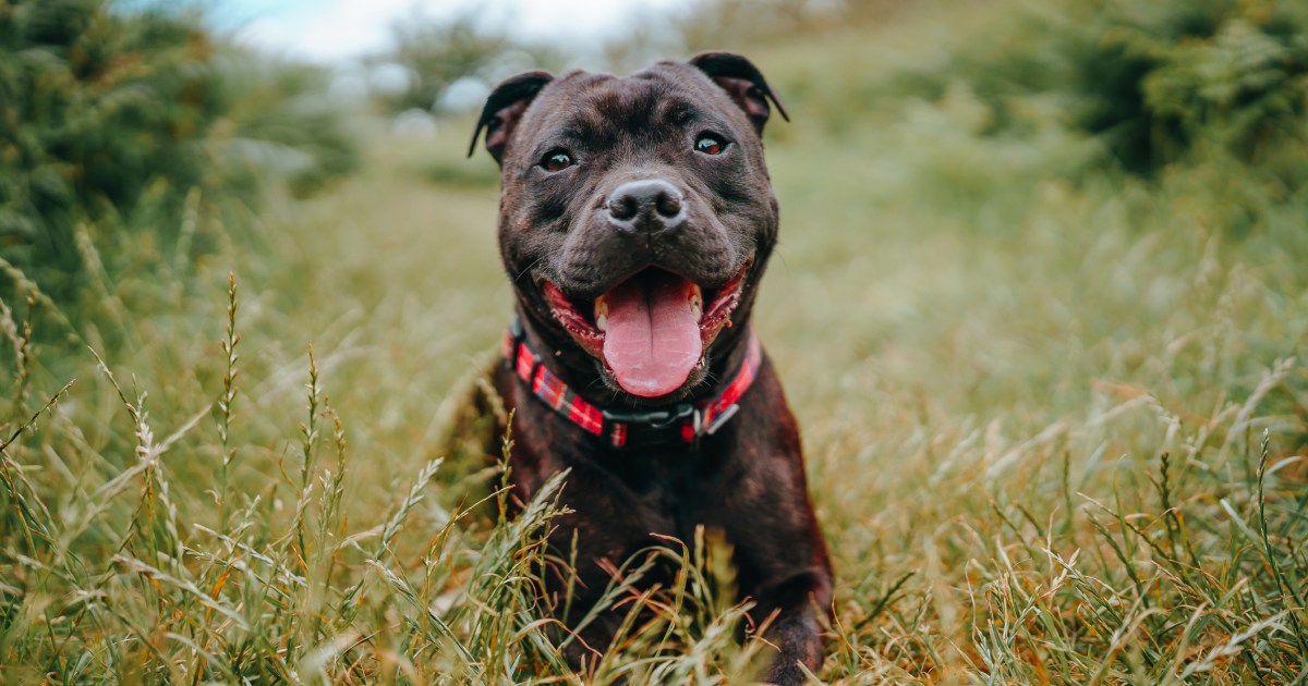 Pros and Cons of a Staffordshire Bull Terrier