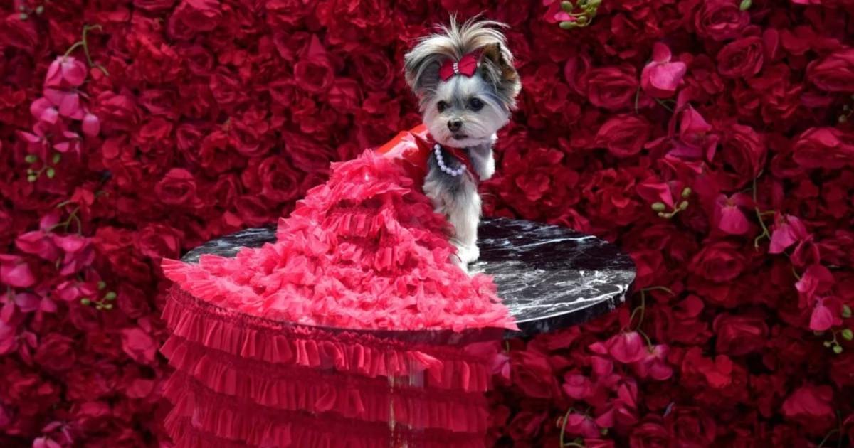 Dogs Set To Recreate Met Gala 2024 Looks at Pet Gala