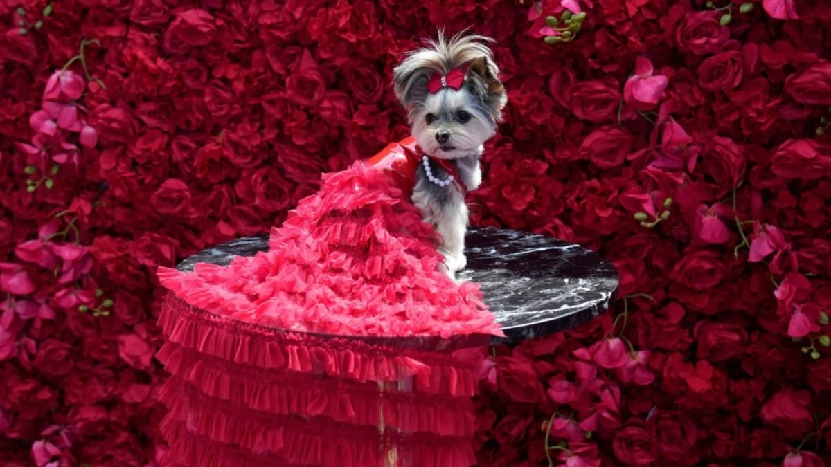 Dogs Set To Recreate Met Gala 2024 Looks at Pet Gala