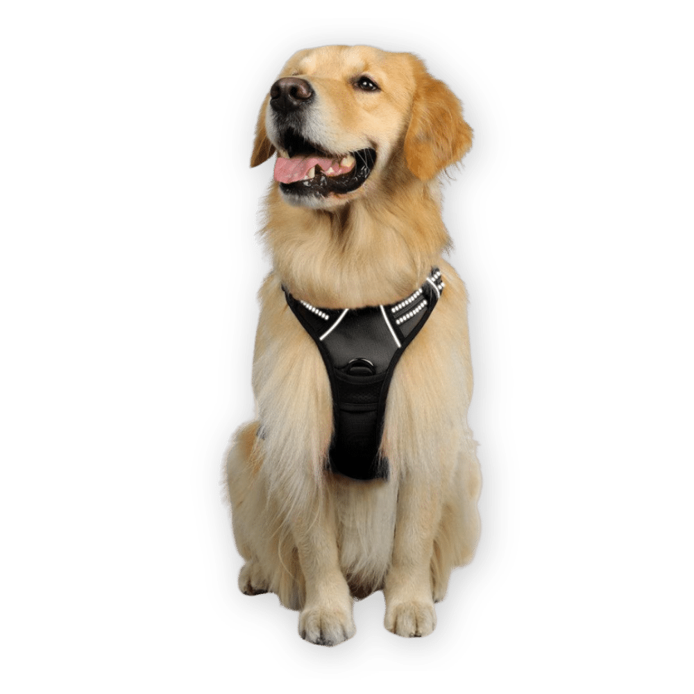 Best Dog Harnesses for 2025, Tested for Large and Small Dogs