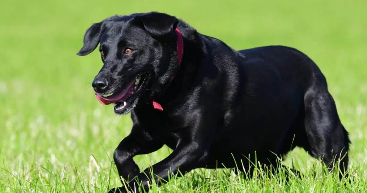 UC Davis' Bat-Retrieving Dog 'Cori' Steals Hearts on Field
