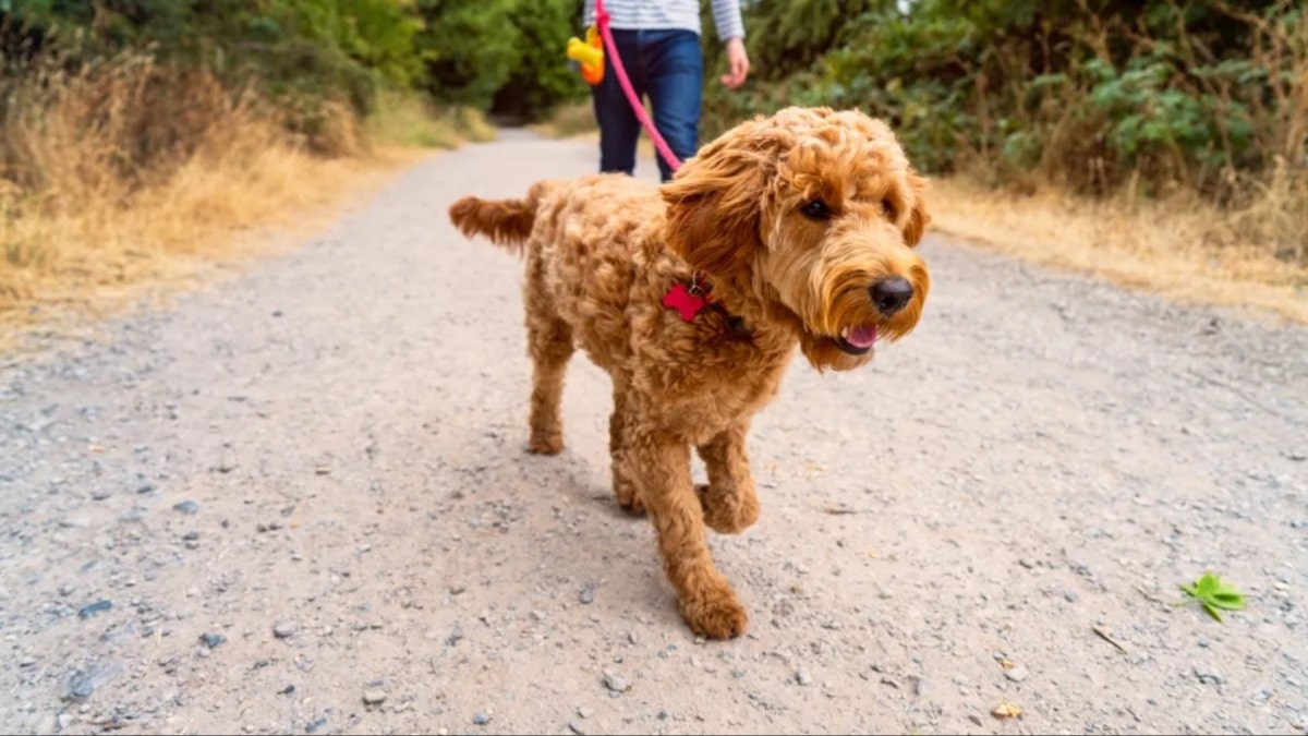 Dog Walking Safety: Hazards To Watch Out for on Pet Walks