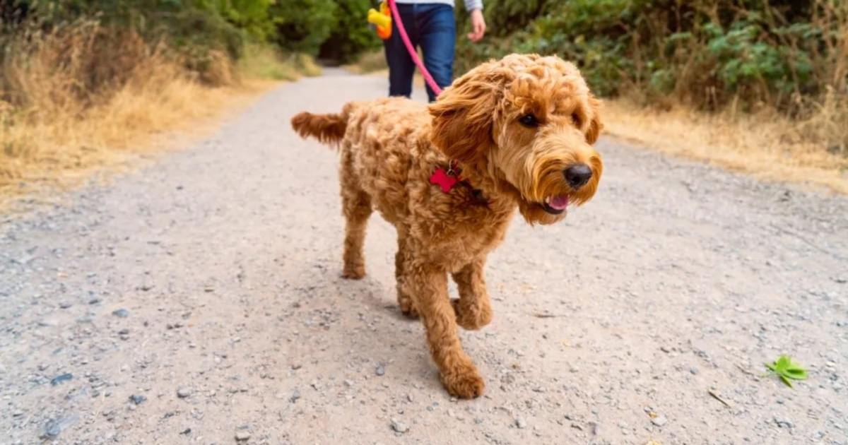 Dog Walking Safety: Hazards To Watch Out for on Pet Walks
