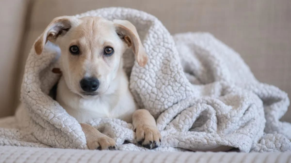 Which Are the US States With the Highest Risk of Pet Illnesses?