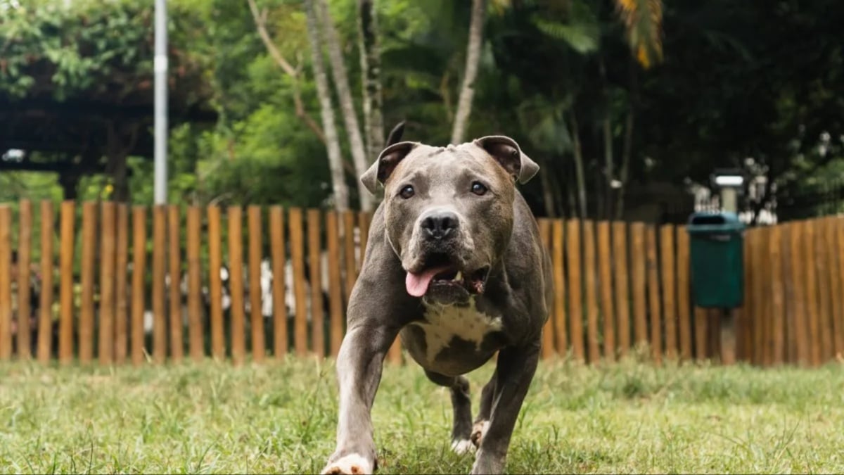 Police Kill Dogs at an Alarming Rate