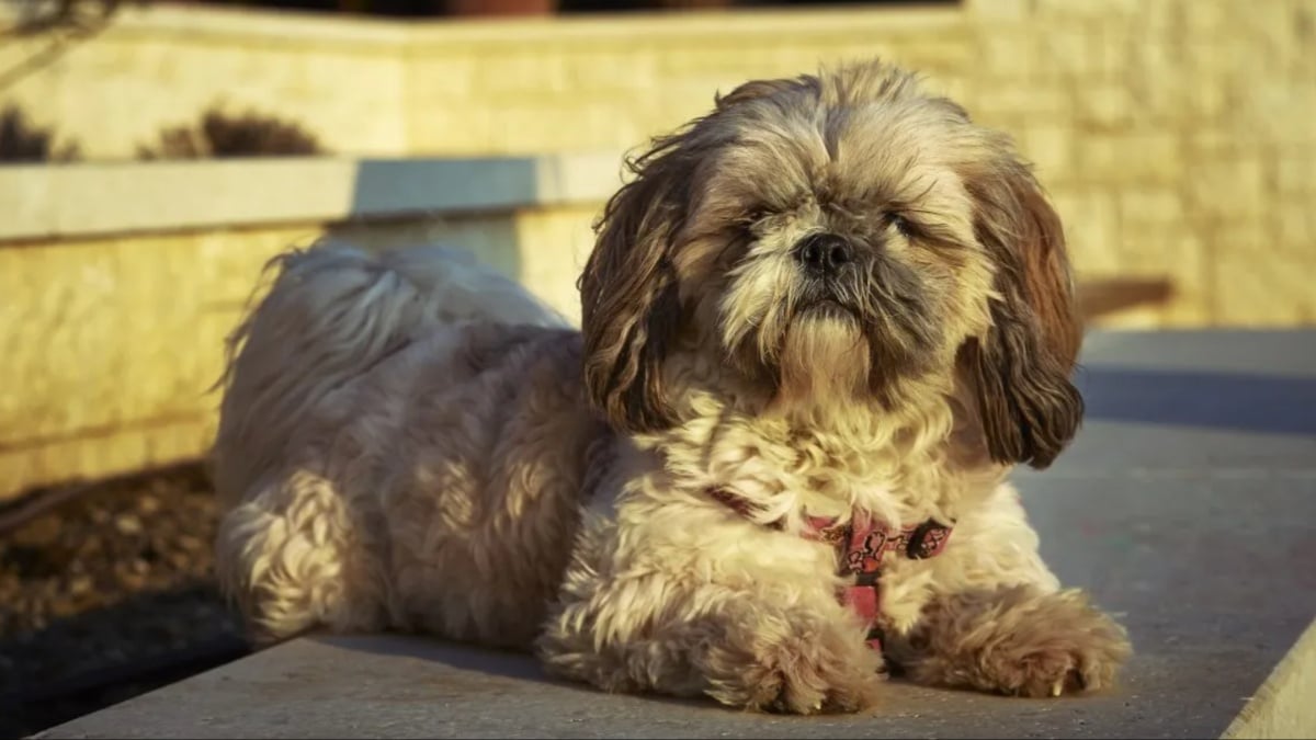 Police Shoot & Kill Dog in Missouri, Owner Files Complaint