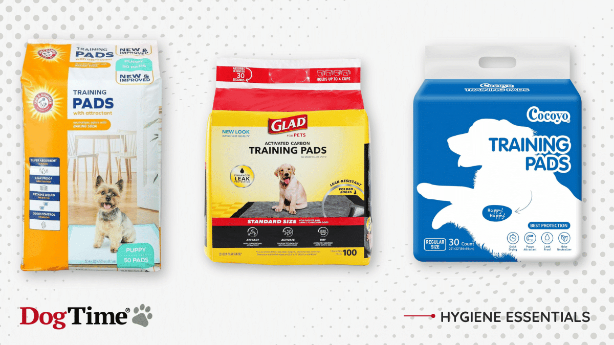 6 Puppy Games To Play With Your New Puppy - DogTime