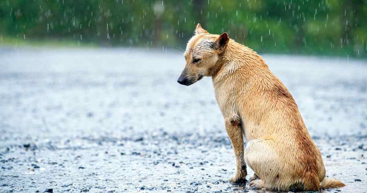 Dog Evades Capture for Months, Looking for Forever Home