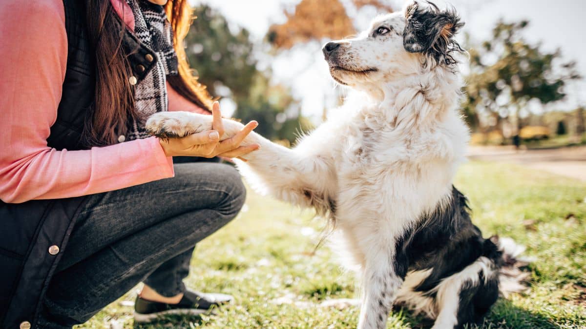'Paws In' TikTok Challenge Goes Viral Among Dog Owners