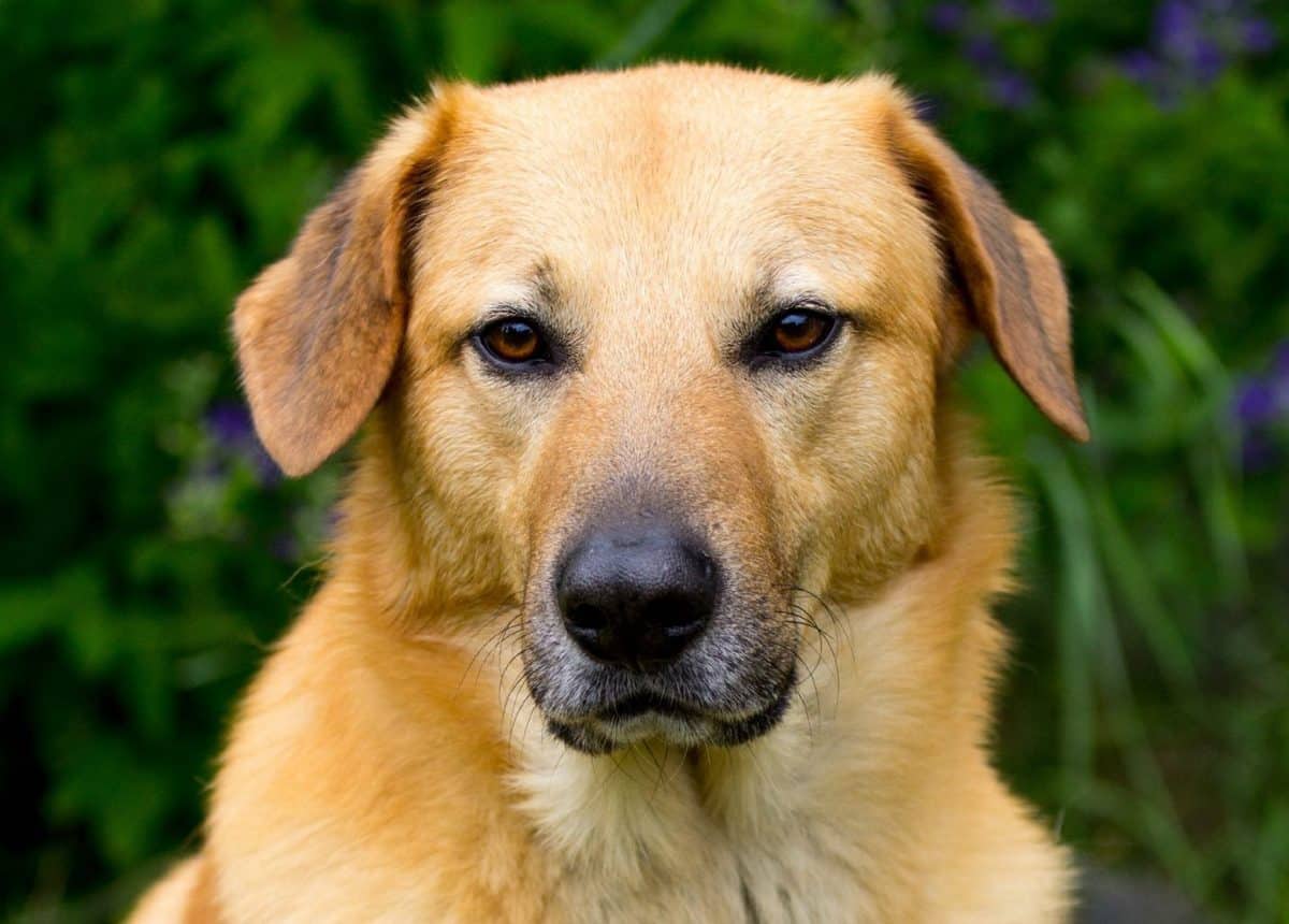 Chinook Dog Breed Information & Characteristics