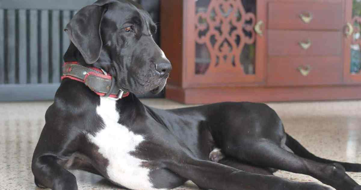 World's Tallest Dog 'Kevin' Dies Days After Securing Record