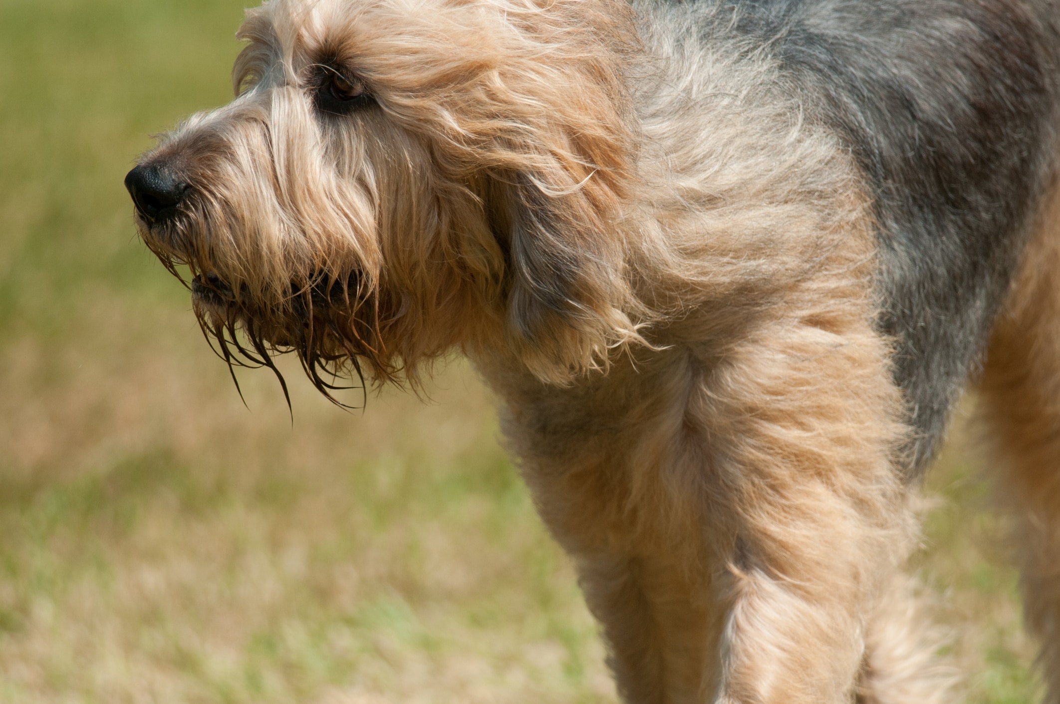 Otterhound Dog Breed Information & Characteristics