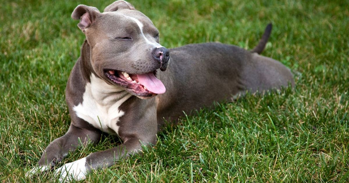 Police Shoot Dog Twice in Ohio, Leave Before Finding Canine