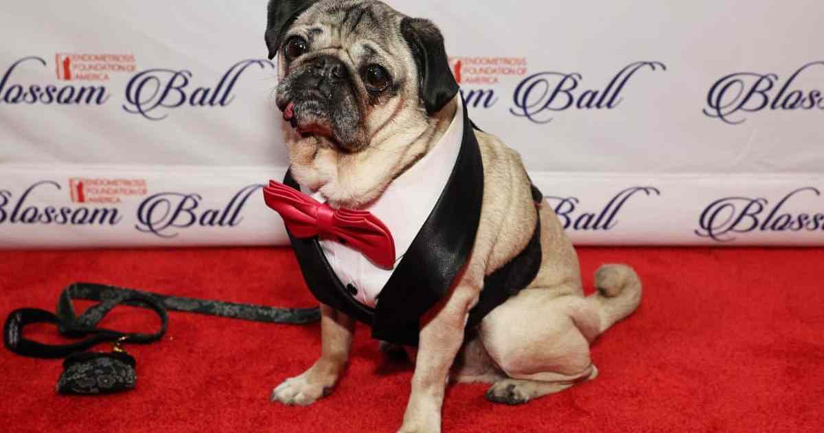 Doug the Pug Introduces New Little Sister Rescue Dog 'Dory'