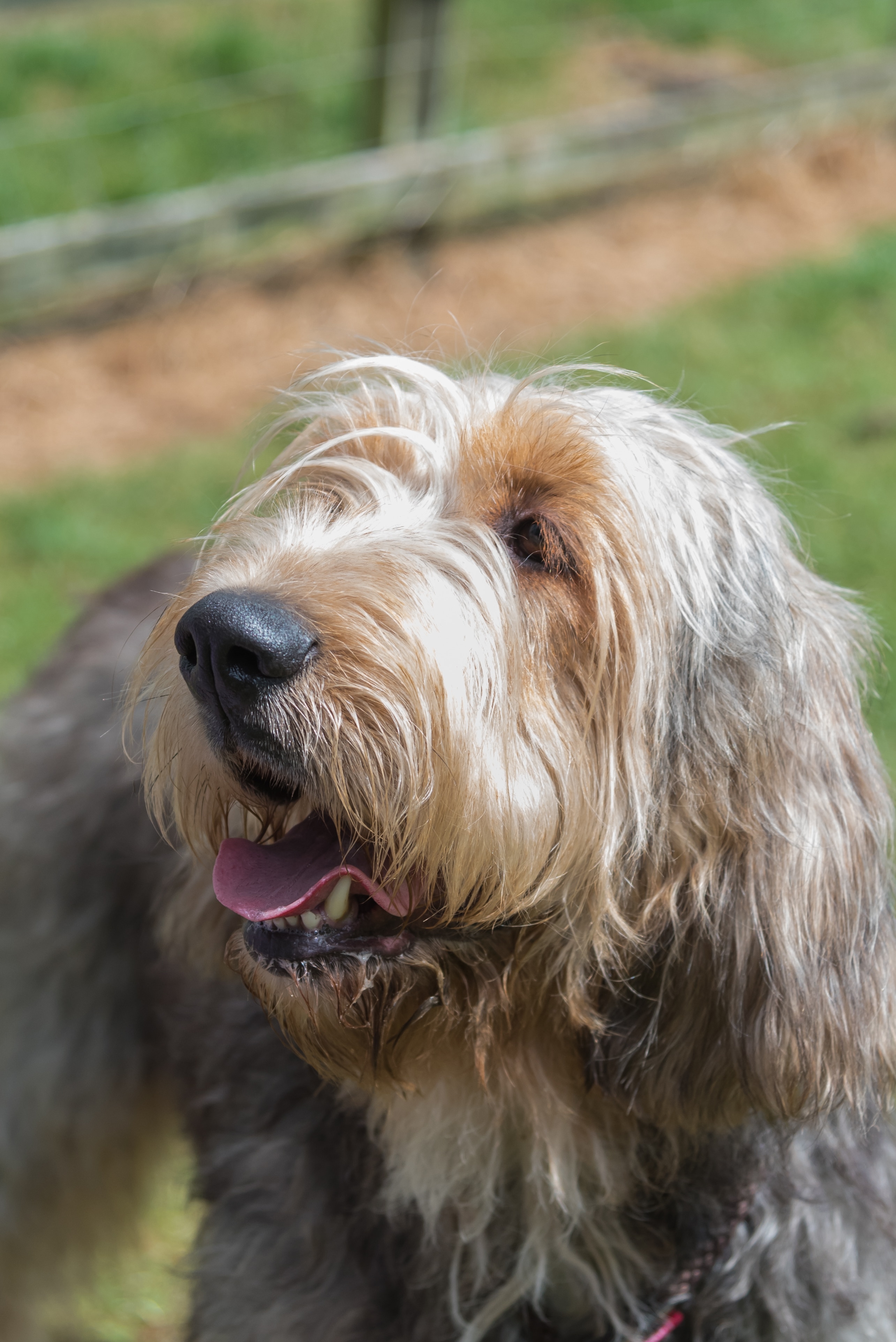 Otterhound Dog Breed Information & Characteristics