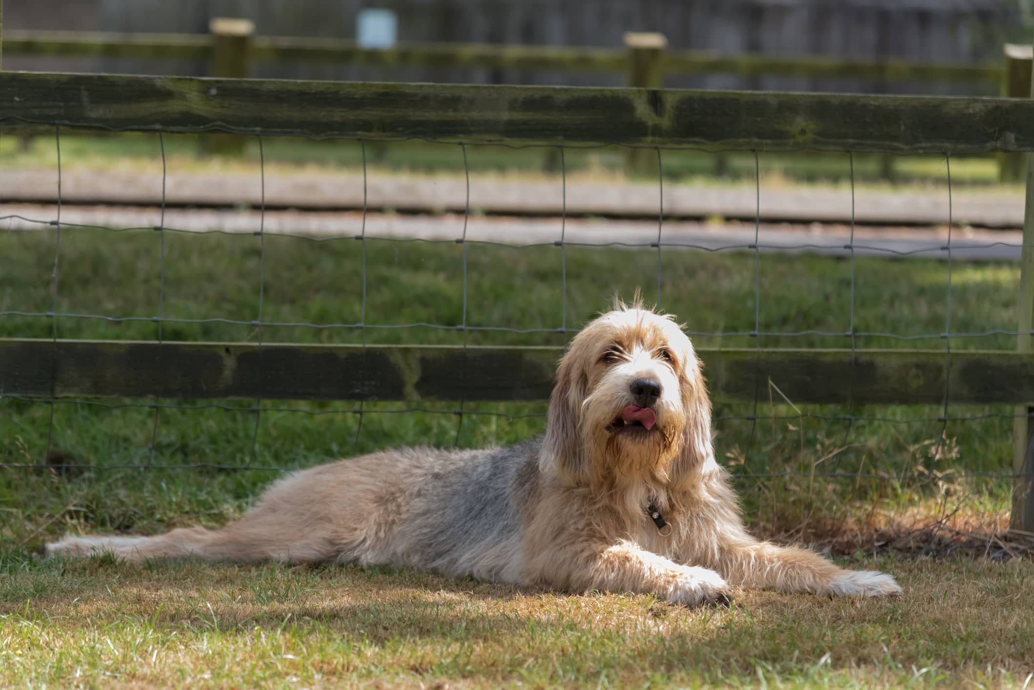 Otterhound Dog Breed Information & Characteristics