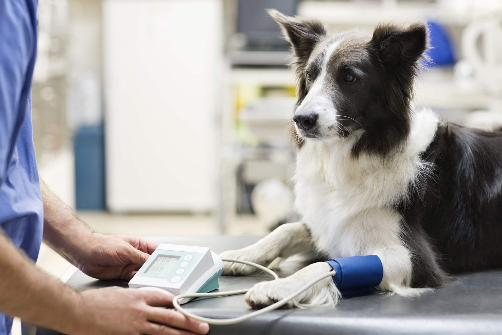 Anesthesia for Dogs: Uses, Dosage, & Side Effects