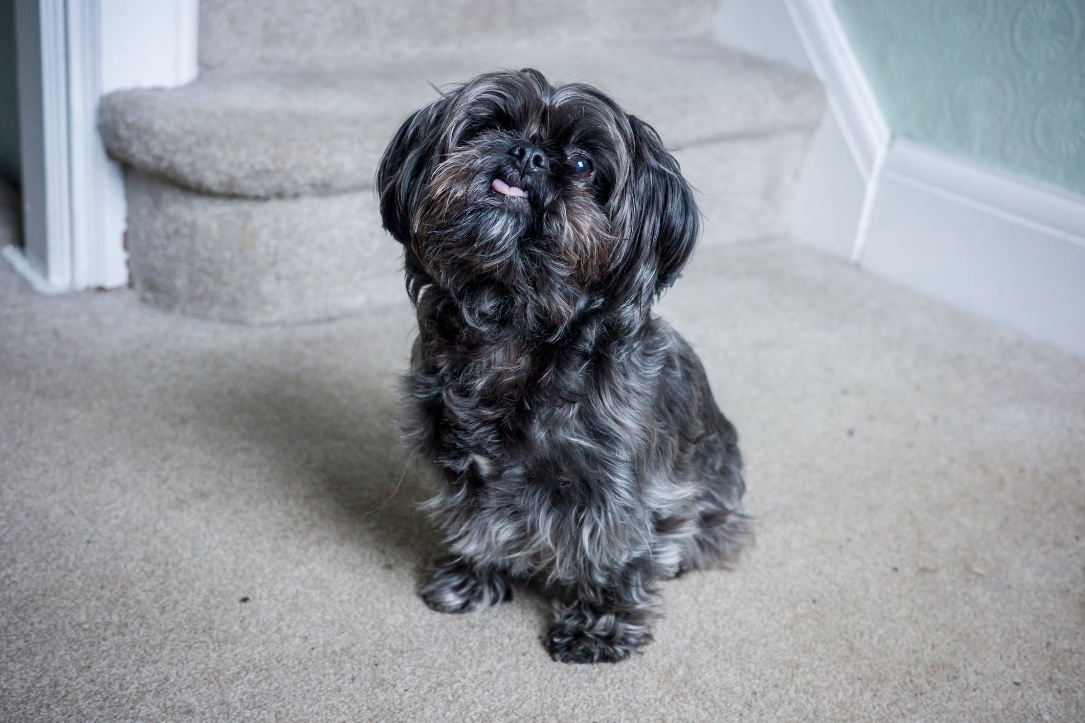Extraordinary Life Span Of A Shorkie Images