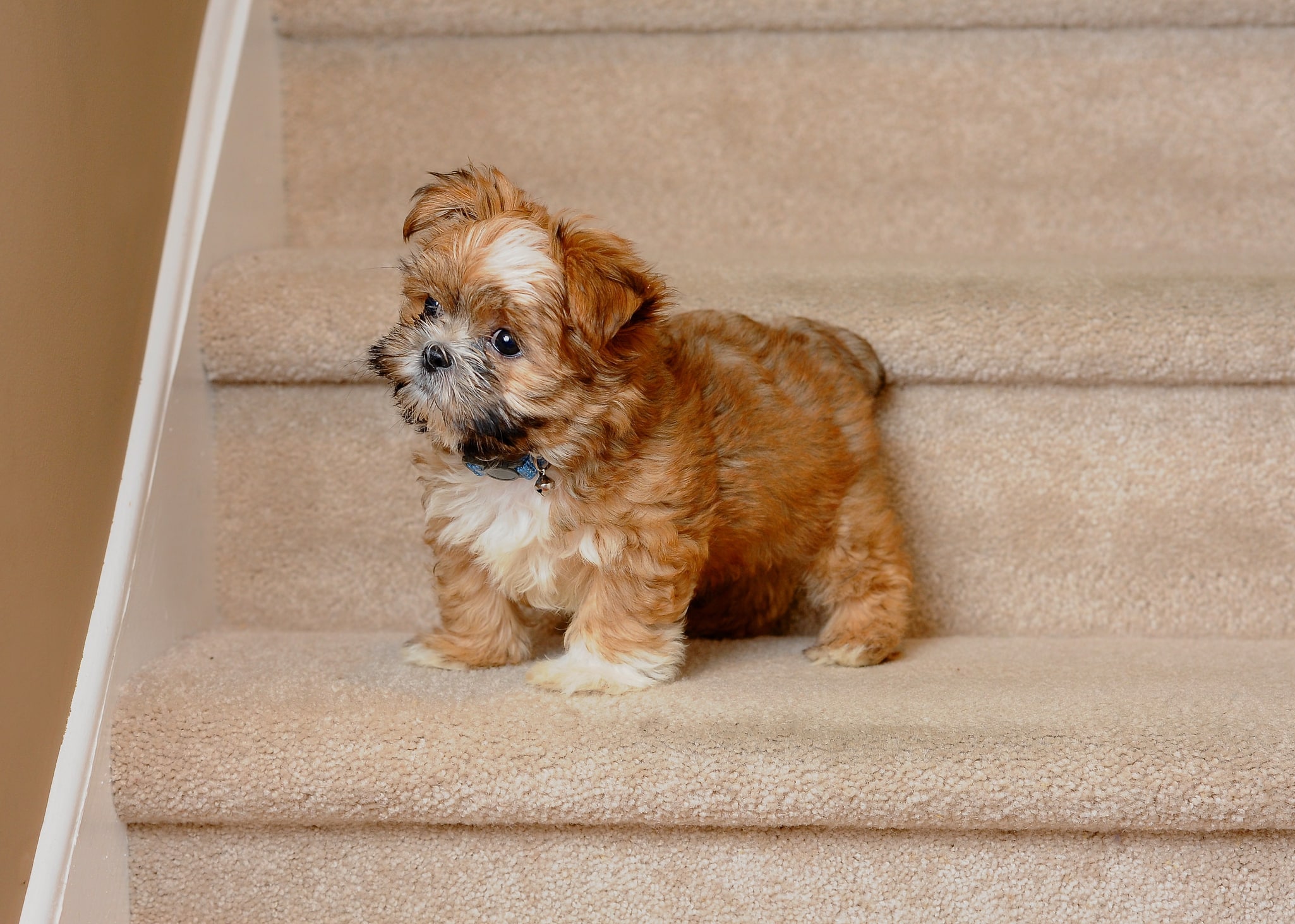 Shorkie Puppy Pictures and Facts
